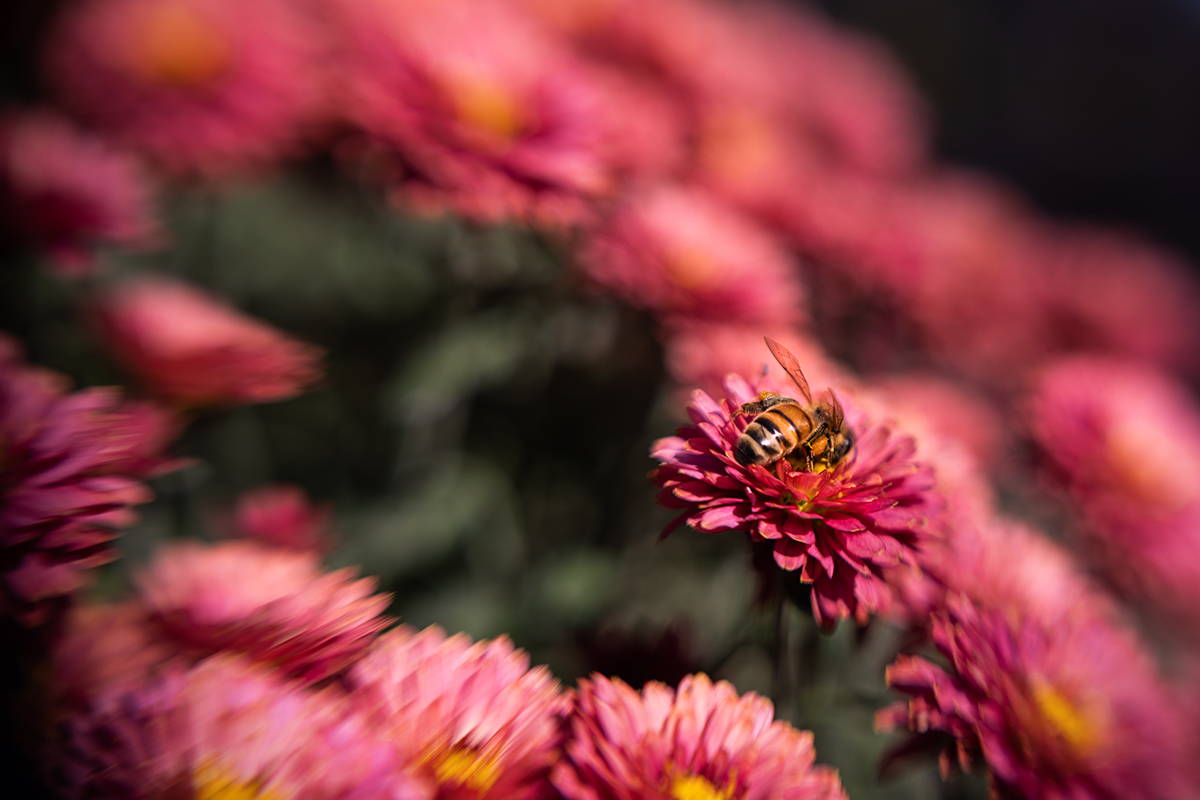 Using Beautiful Natural Light Photography to Capture the Details of ...