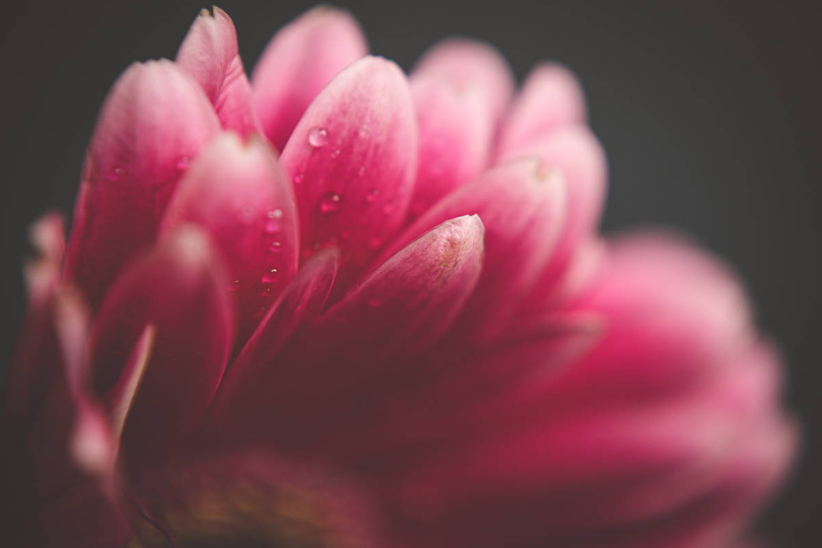 How to Explore Spring Flower Macro Photography | Lensbaby