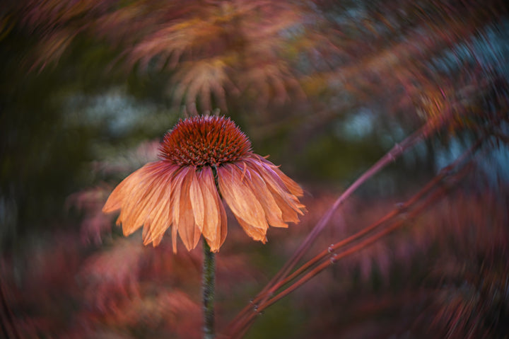 Twist 28 | Lensbaby