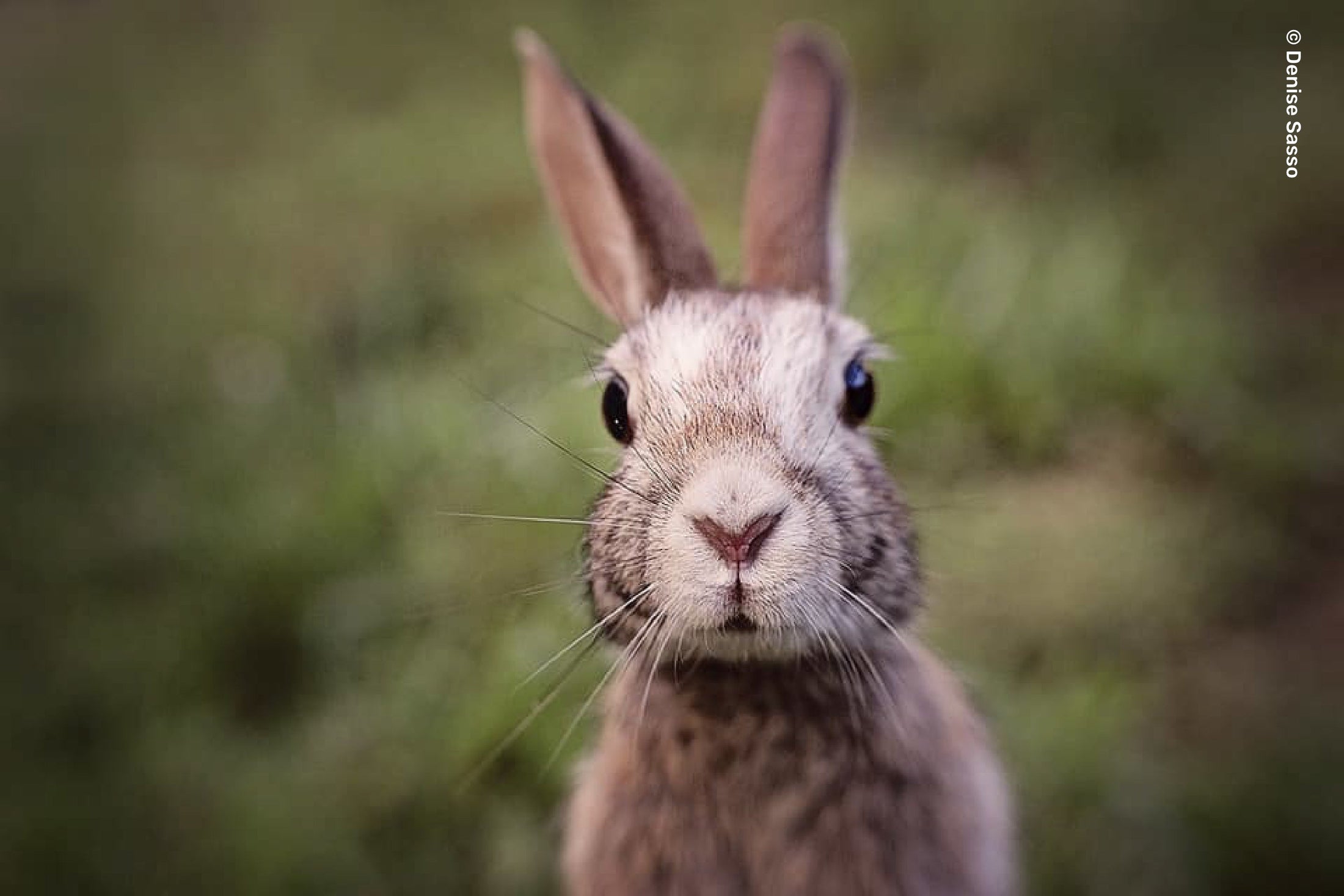 Sol 45 | Camera Lens For Creative Bokeh Effects | Lensbaby